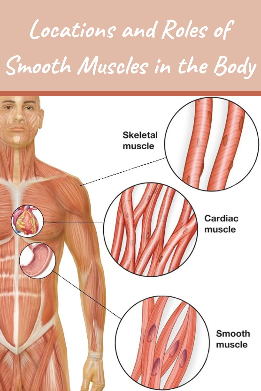 Understanding Smooth Muscles - VitalityFitHub